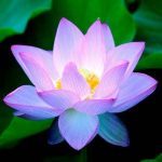 Who is a Guru? | YSS